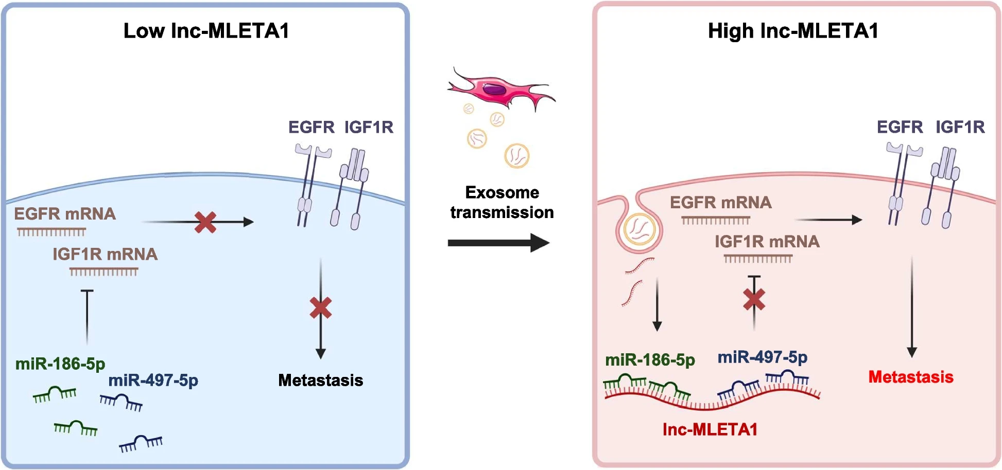 Exosomal long noncoding RNA MLETA1 promotes tumor progression and ...